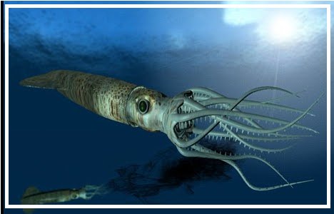 Cumi-Cumi dan Gurita Laut | GambarBinatang.Com