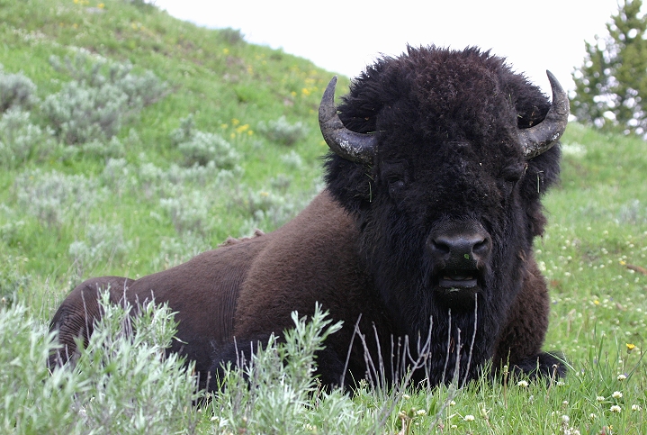 All About Animal Wildlife: American Bison Animal Few Facts and Images