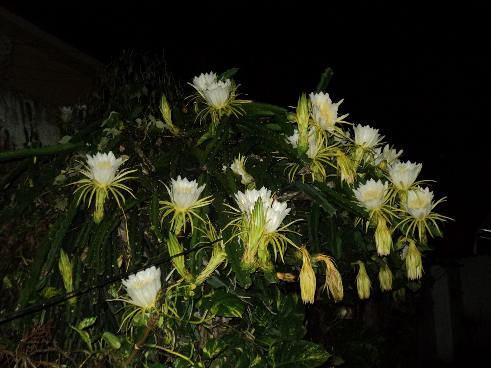 Luci Bassani - Lubeba's : DAMAS DA NOITE no quintal de casa- Também conhecida como FLOR DA LUA.