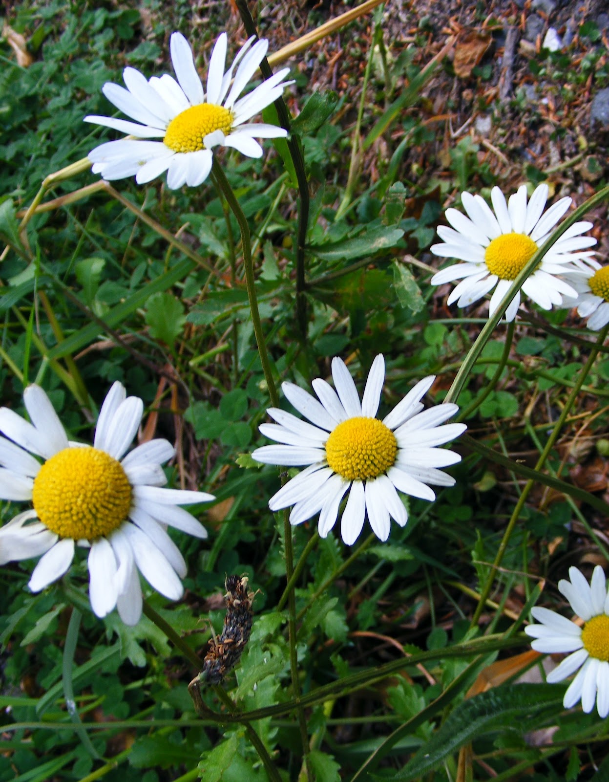 Deborah Watkins Paintings: May 2012