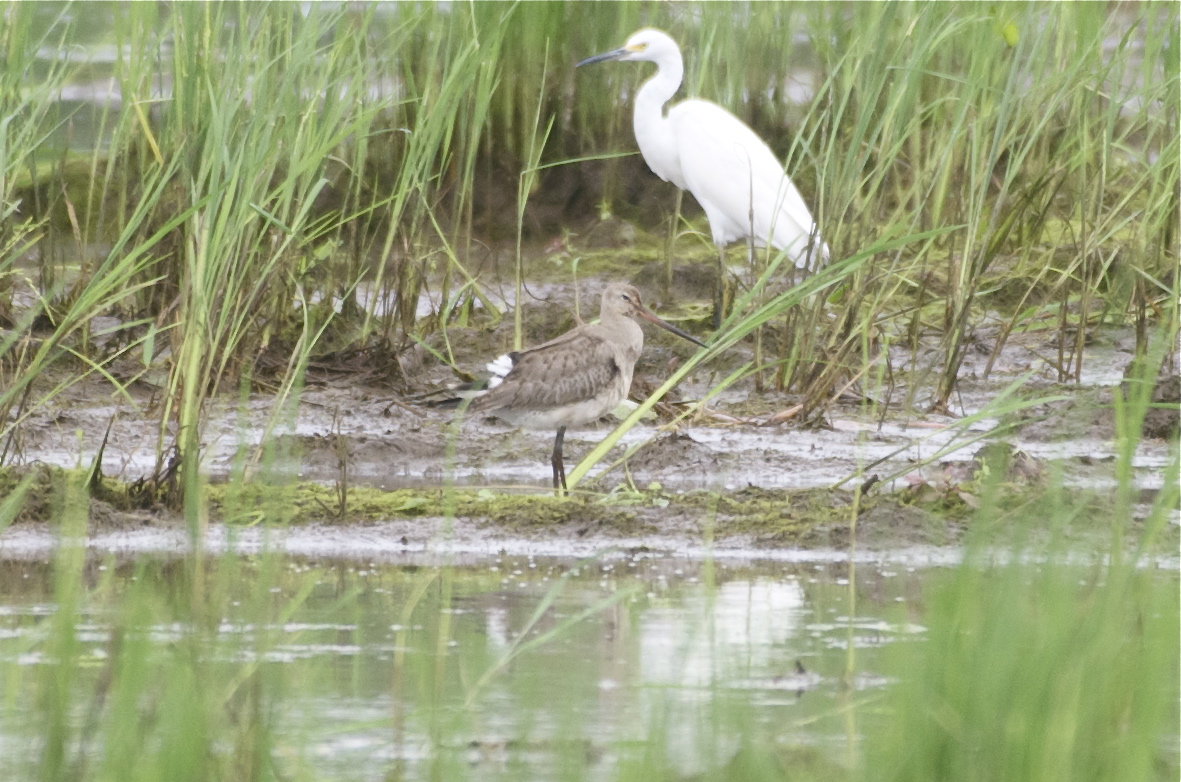 Jan Axel's Blog: Bird of the Month: Hudsonian Godwit
