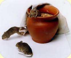 tudo da biologia!!: comprovadores e experimentos da abiogênese