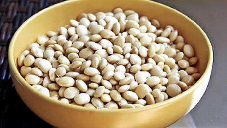 PLAAN : Tarwi - Lupinus mutabilis