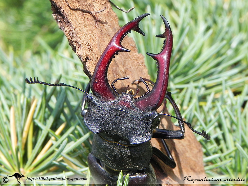 WILDLIFE GATEWAY: Envol d'un lucane