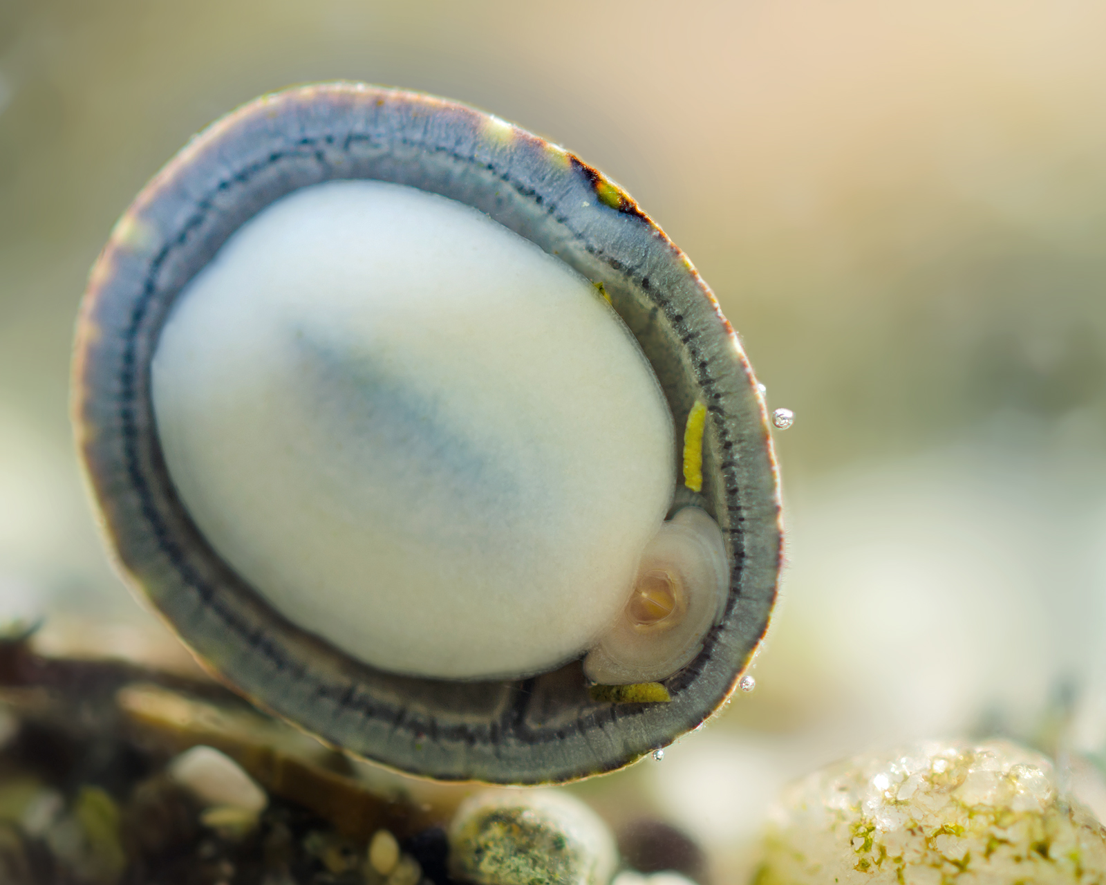 Wanderin' Weeta (With Waterfowl and Weeds)