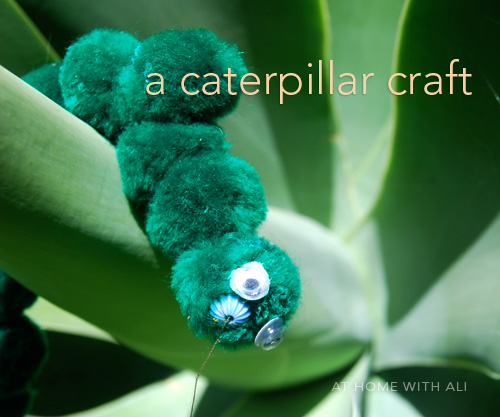 At home with Ali: Caterpillar in a cocoon
