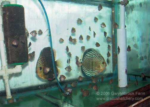 Discus: Red Turqouise Discus Pair With Discus Fry