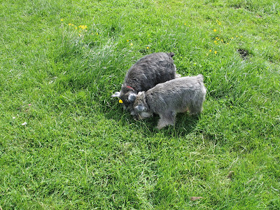 Schnauzer Days: Back to normal and getting fit....