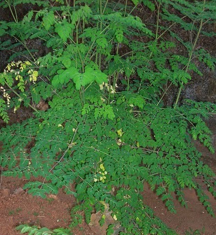 Mira's Talent Gallery @ My Hobby Lounge: Murungai ilai dosai ...