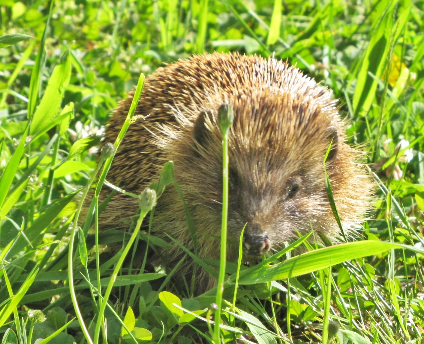 photographing New Zealand: hedgehogs in the garden