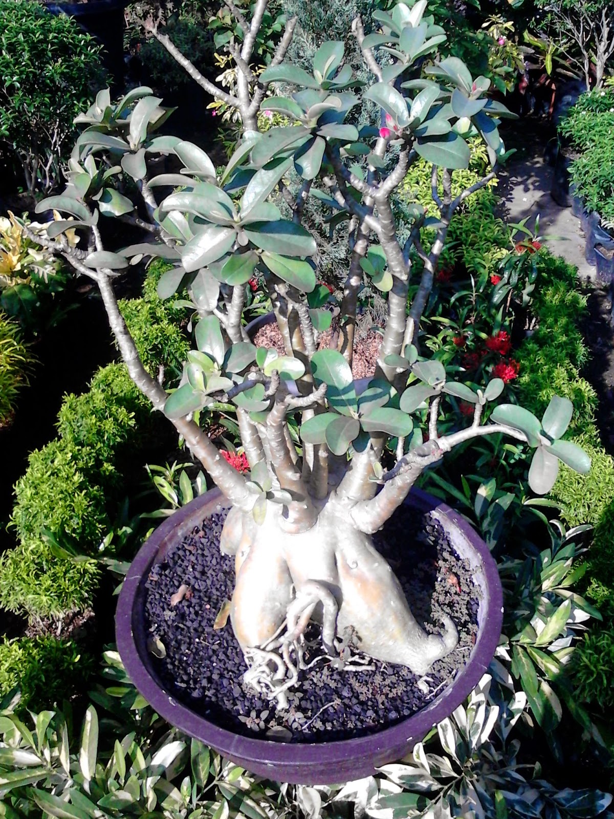 JUAL POHON KAMBOJA JEPANG / ADENIUM | KATALOG TAMAN JUAL POHON KAMBOJA JEPANG / ADENIUM | KATALOG TAMAN