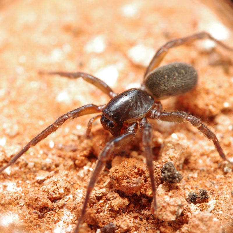 Amphinectidae – Variety of Life