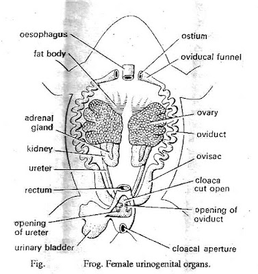 Zoology for higher secondary level: Frog: Female Reproductive System