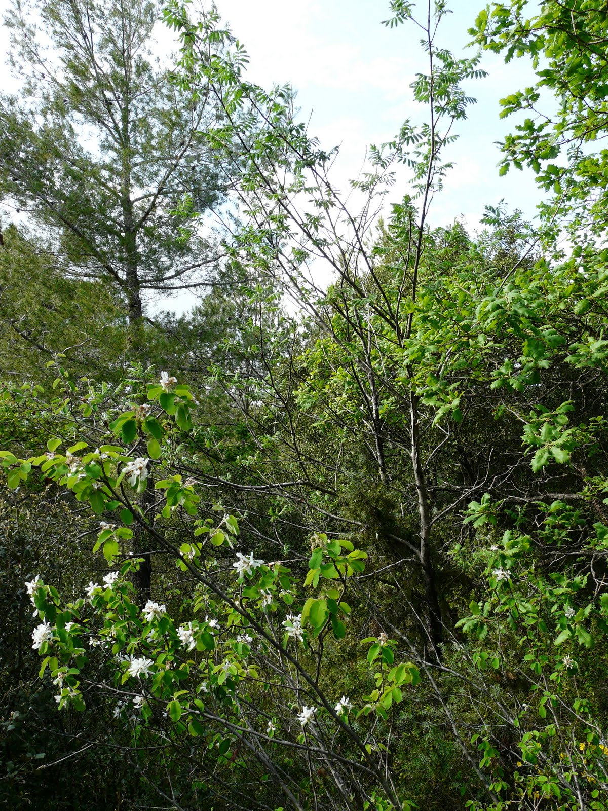 Une forêt en Provence: Jardiner en forêt