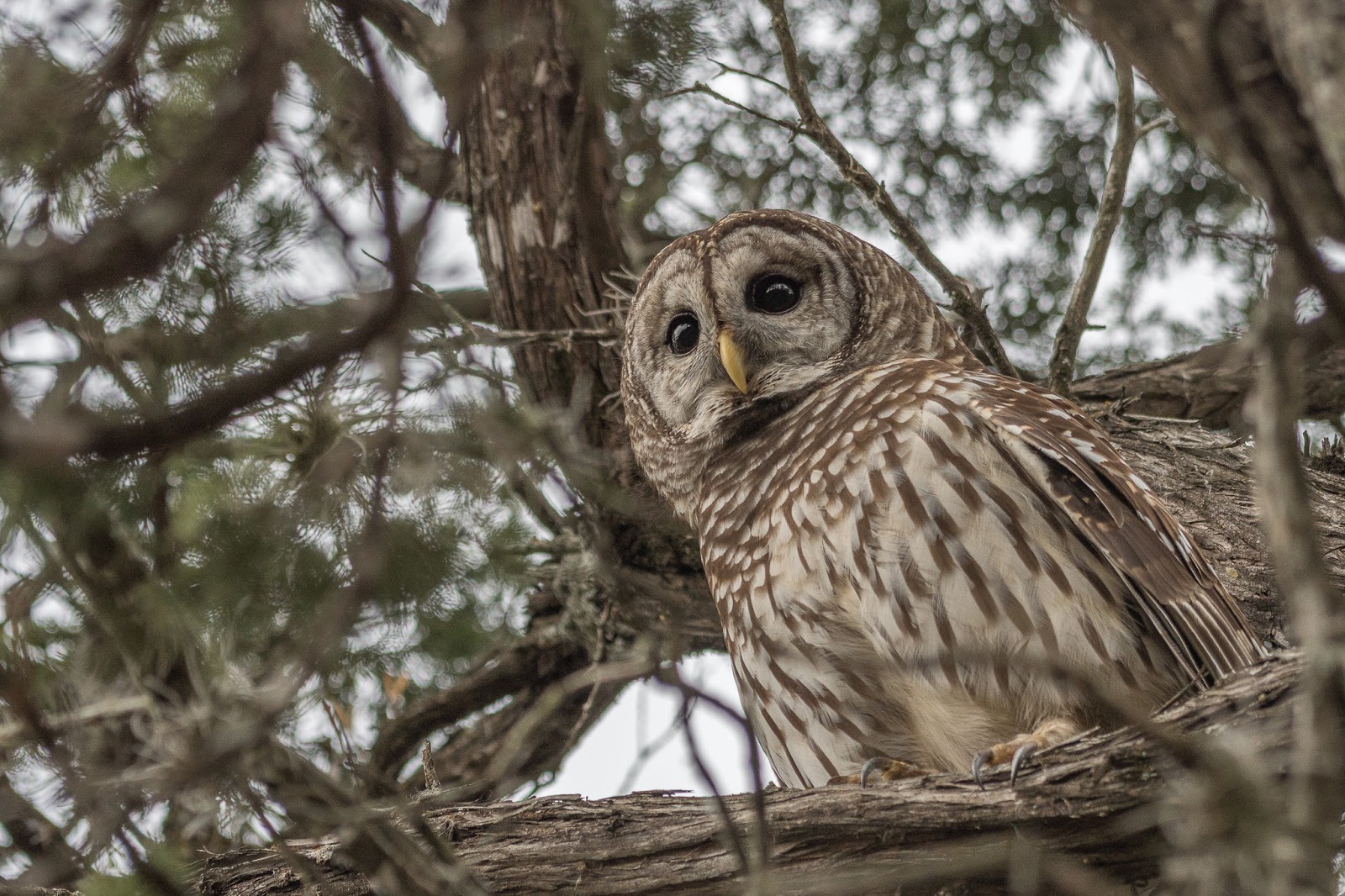 NeoVista Birds and Wildlife: South Texas Days 4 and 5: Dogs and Owls ...