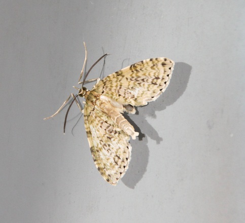 ලියන්නා: කාලයත් සමඟ මුසුවූ නිධාන කතාවක්...