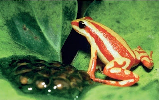 Perkembangan Katak: Bagaimana Katak/Kodok Melakukan Reproduksi?