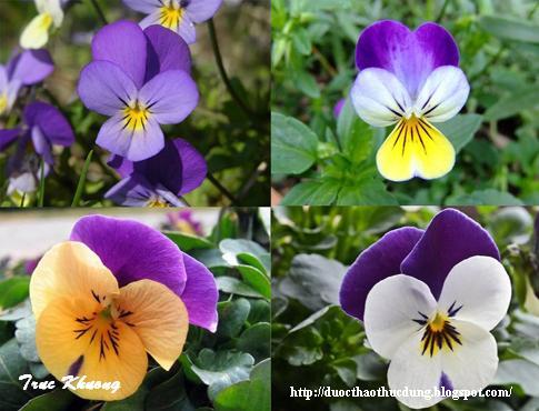 Vuon Duoc Thao: Hoa Pensée 3 màu - Pensée sauvage