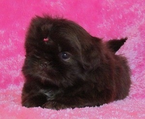 The Original Merle Shih Poo: The Idea of the Merle Shih-Poo