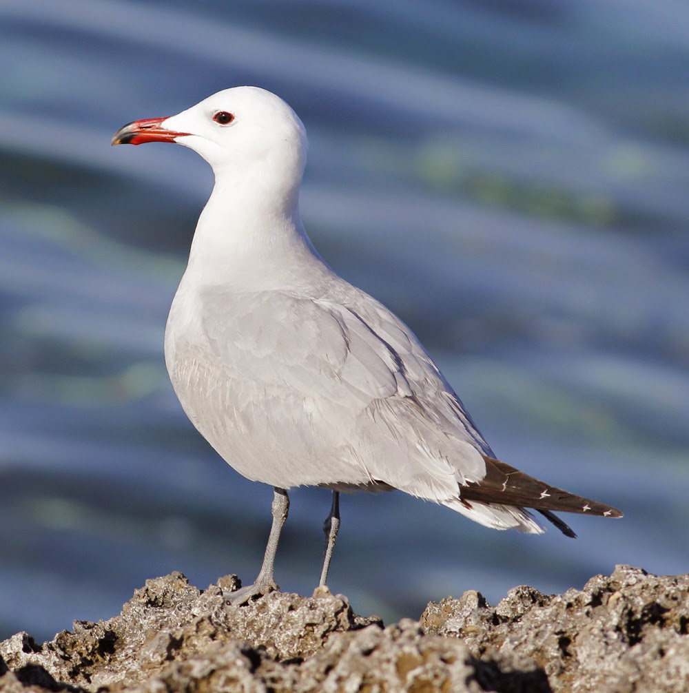 Another Bird Blog: Birding Menorca Style