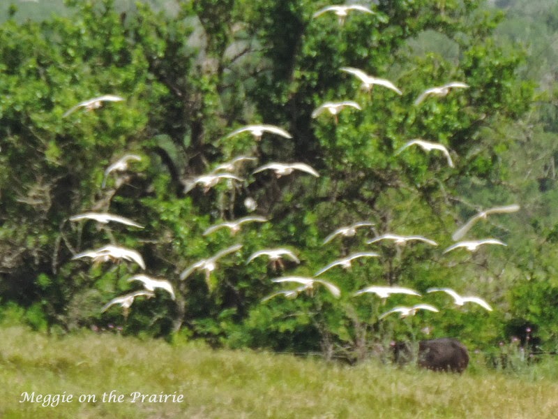 Meggie On The Prairie: A Stampede of White Cattle Egrets for Wild Bird ...