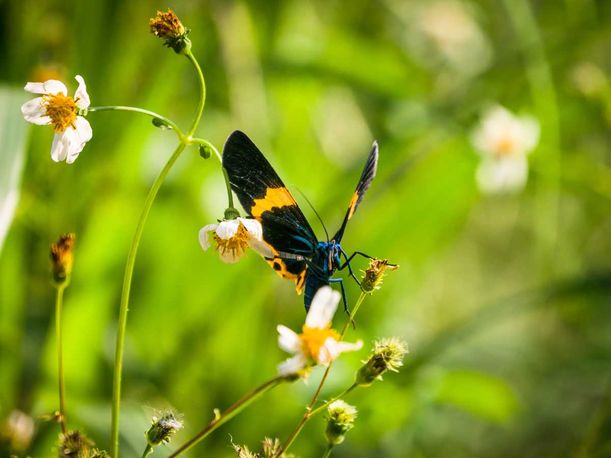 tower record: 在風中美麗搖曳的橙帶藍尺蛾_Milionia basalis (Moth)