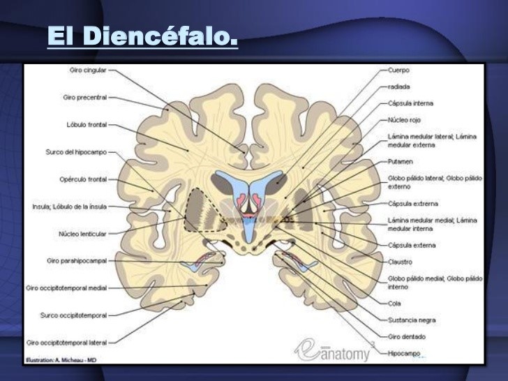 DIENCEFALO