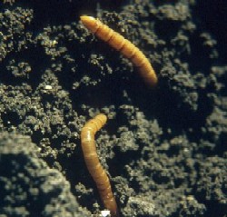 PESTICIDELE: VIERMII SARMA(Agriotes spp)