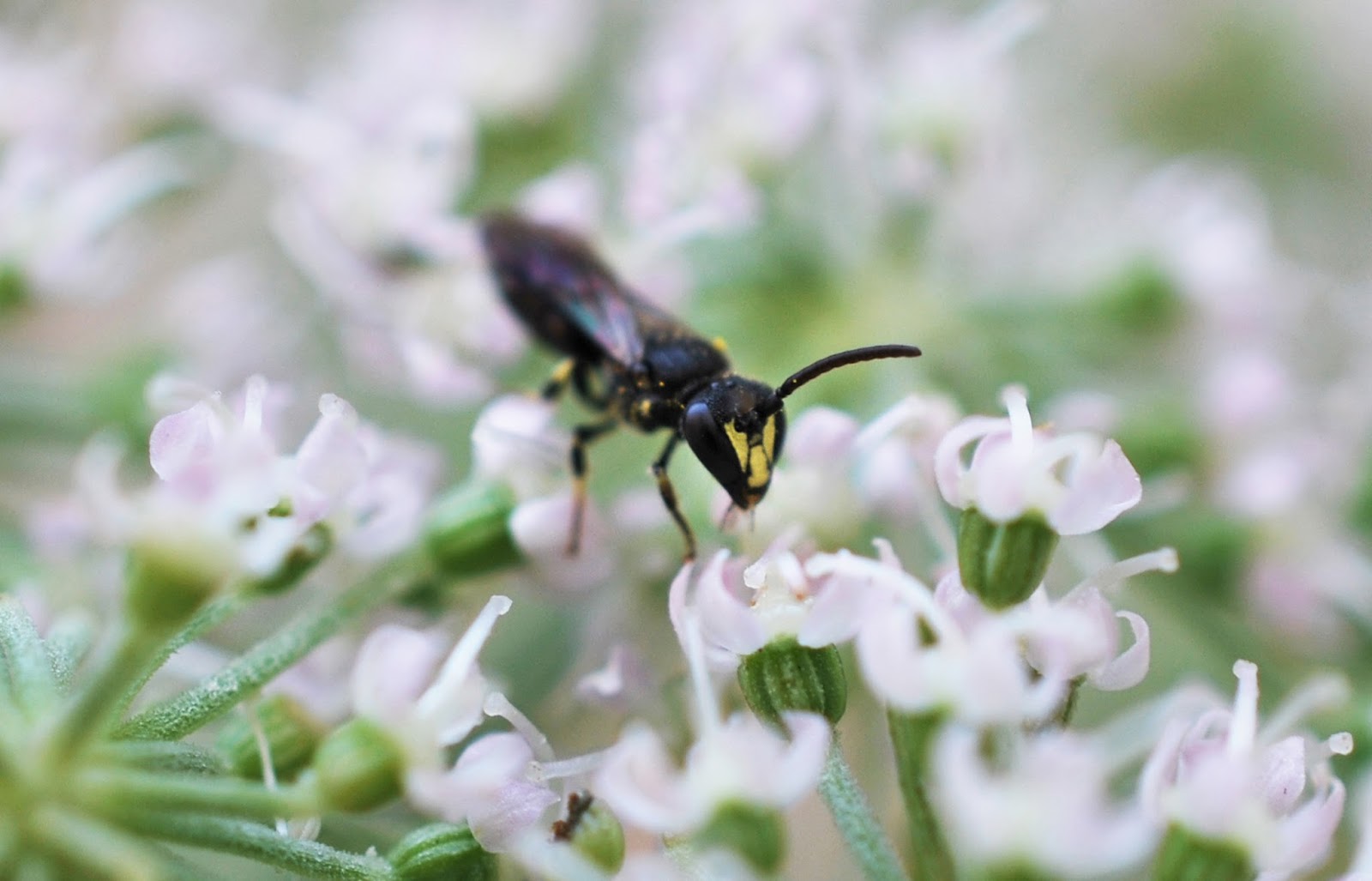 Admirons les insectes butineurs!