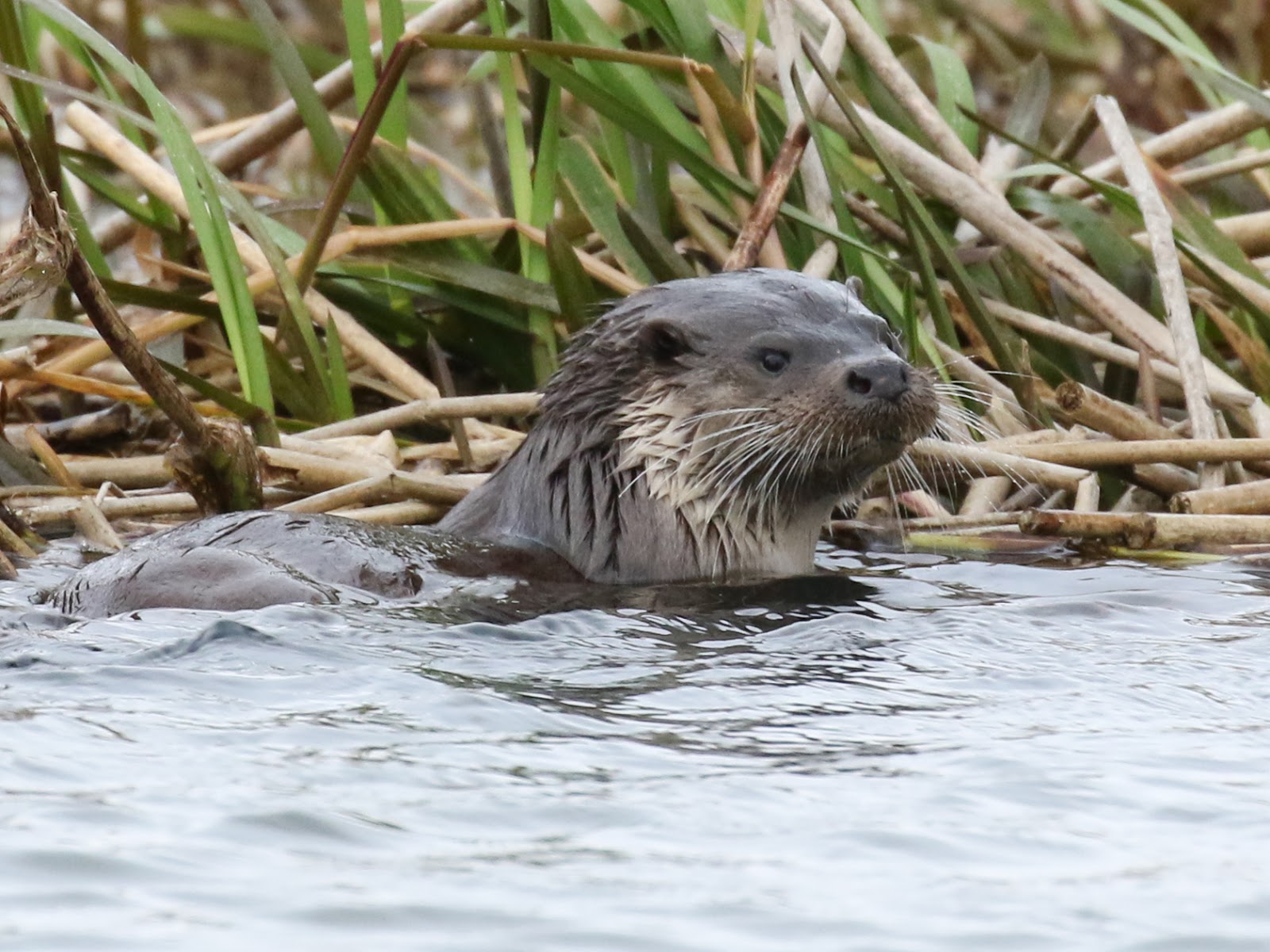 Oxfordshire Wildlife: River Thames nr Shifford: 17th March