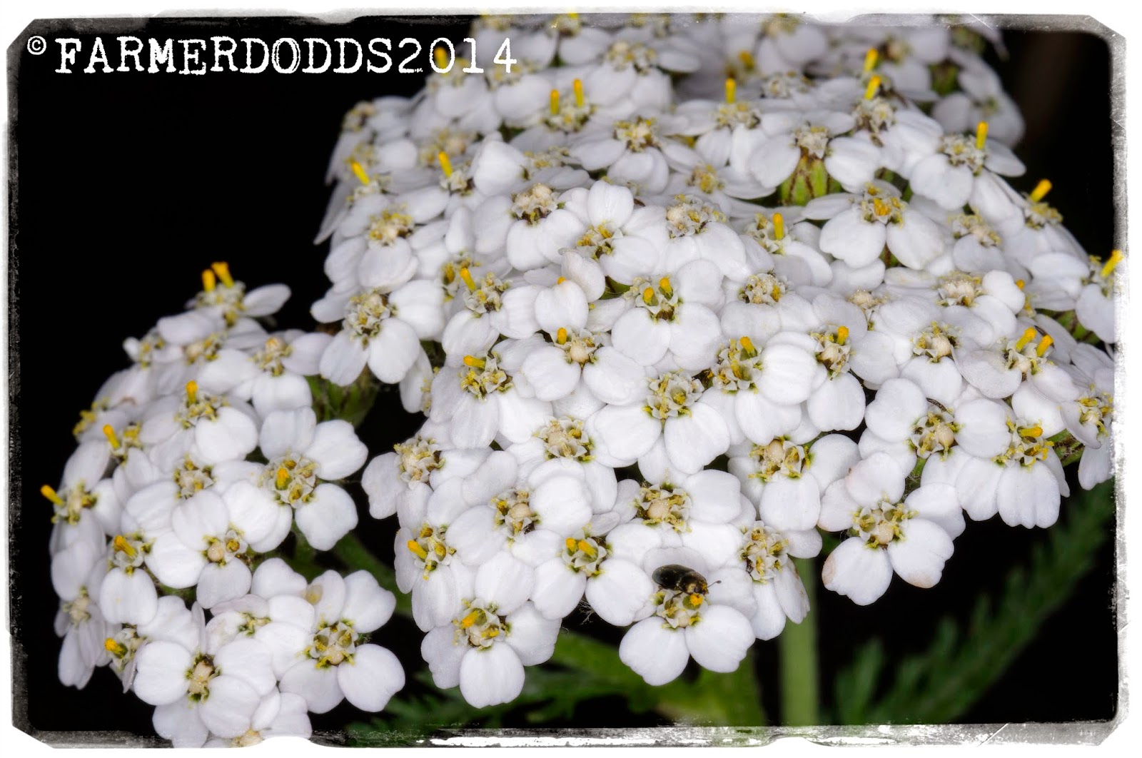 NATIVE BRITISH HERBS: A