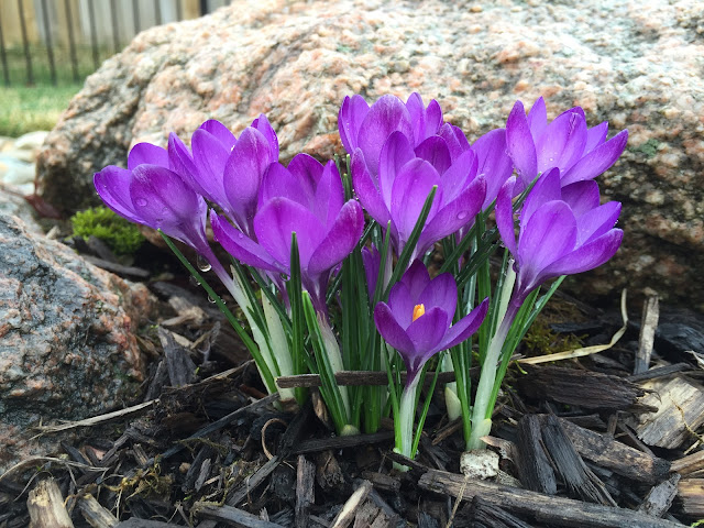 Crocus Blooms Ahead of Last Year! [Backyard Neophyte Landscaping Blog]