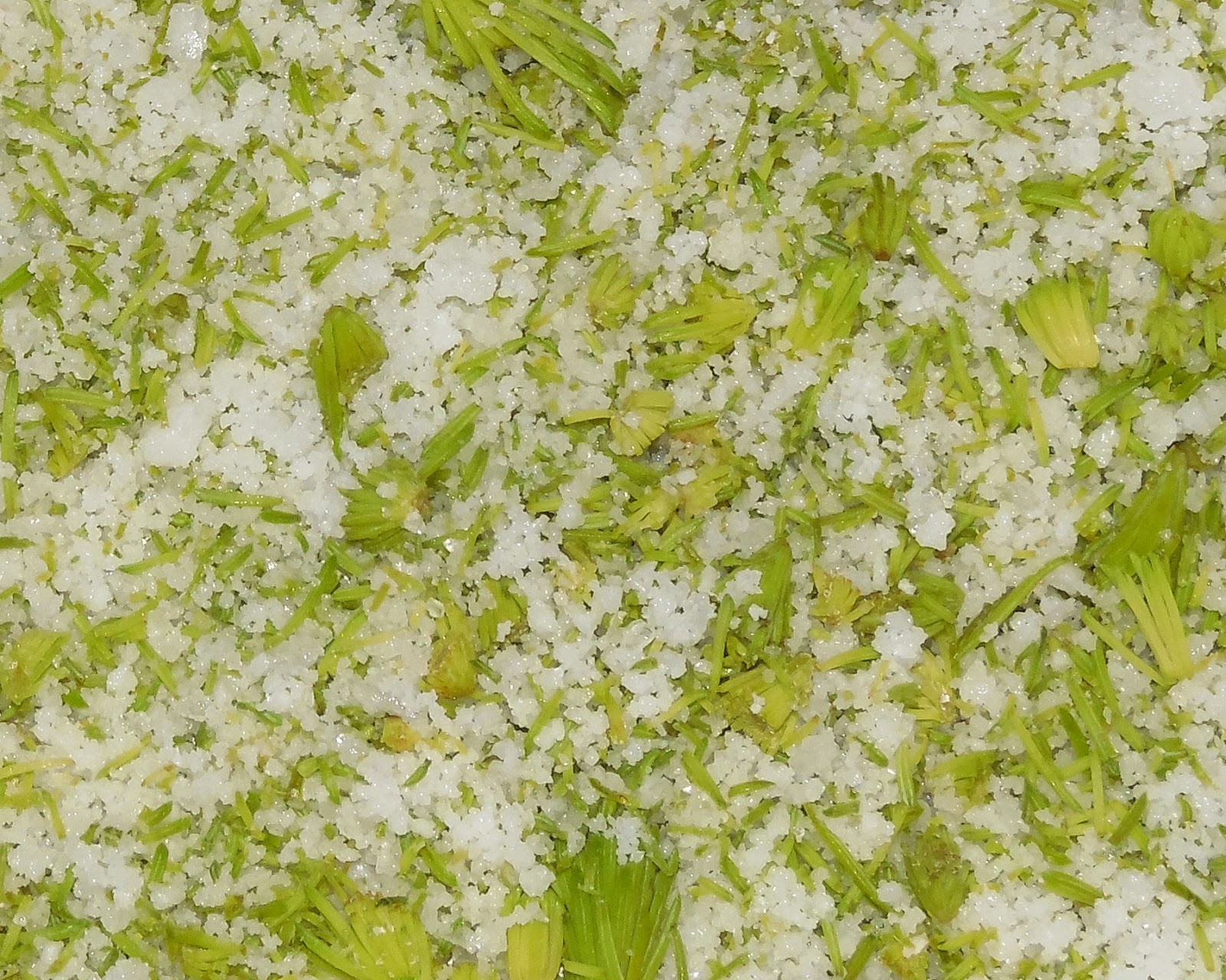 Don't Eat the Paste: How to make spruce tip salt