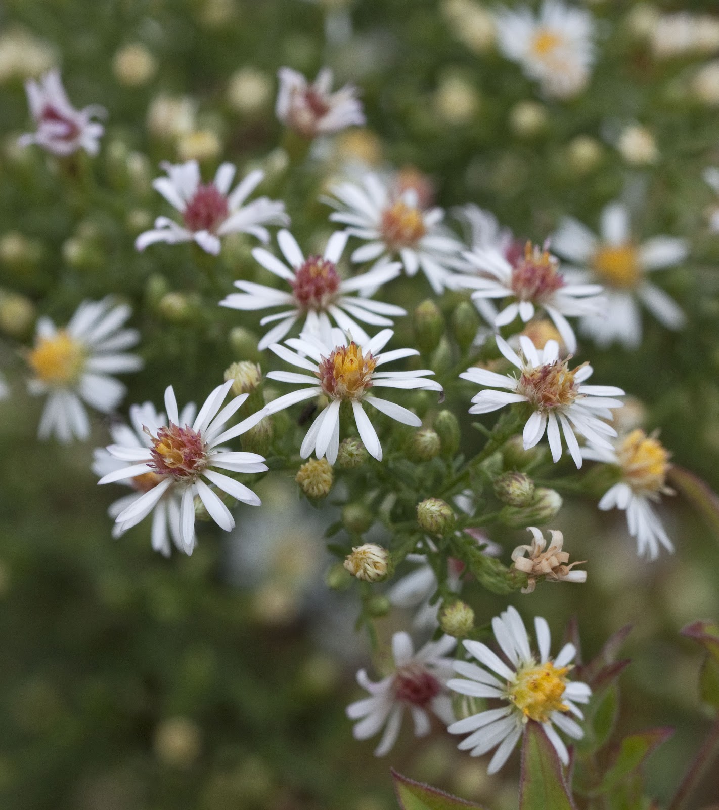 Calico Aster (Symphyotrichum lateriflorum) | Habitat garden, Native ...