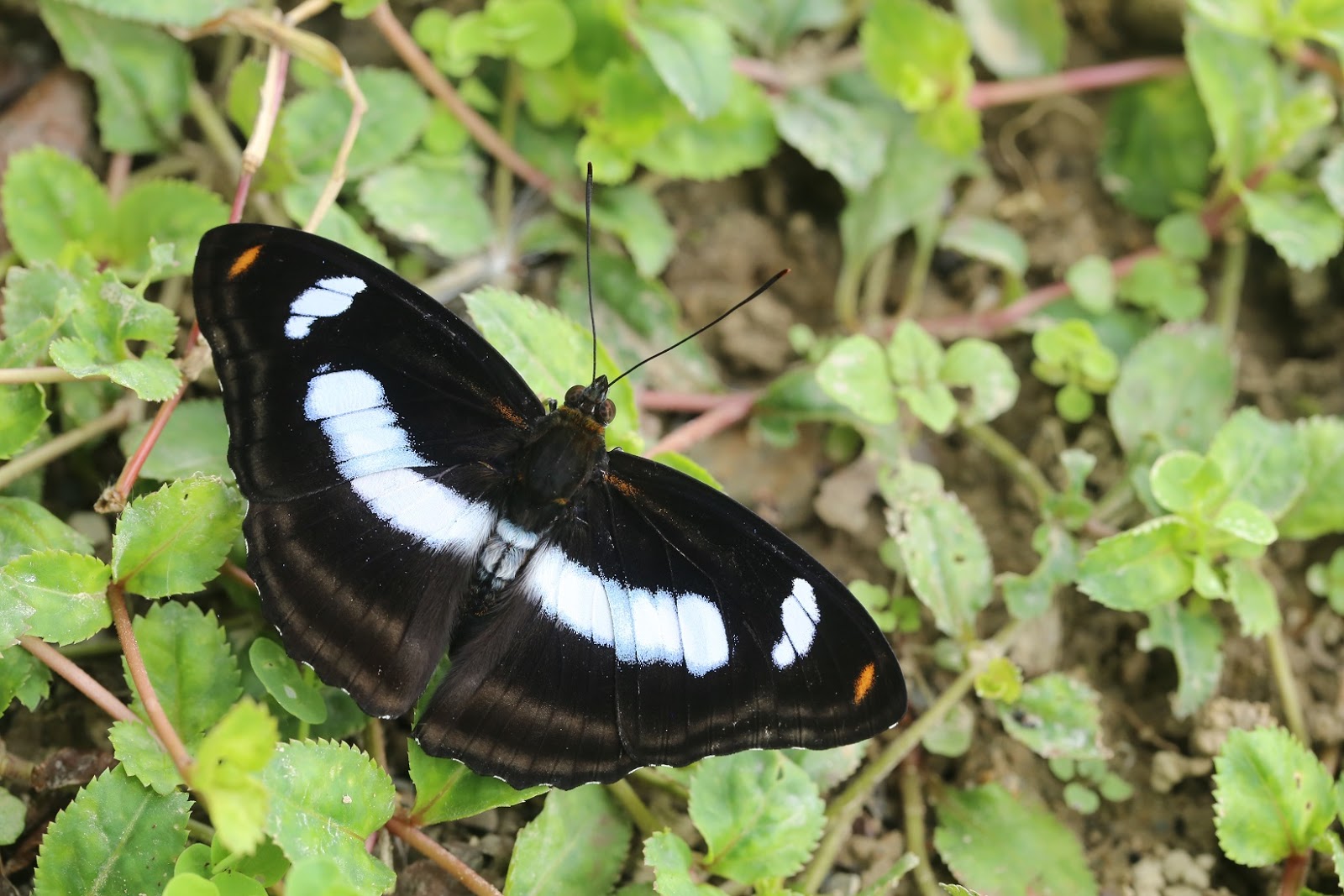 臺灣蝴蝶誌 Butterflies in Taiwan: 雙色帶蛺蝶/台灣單帶蛺蝶(Athyma cama zoroastes)