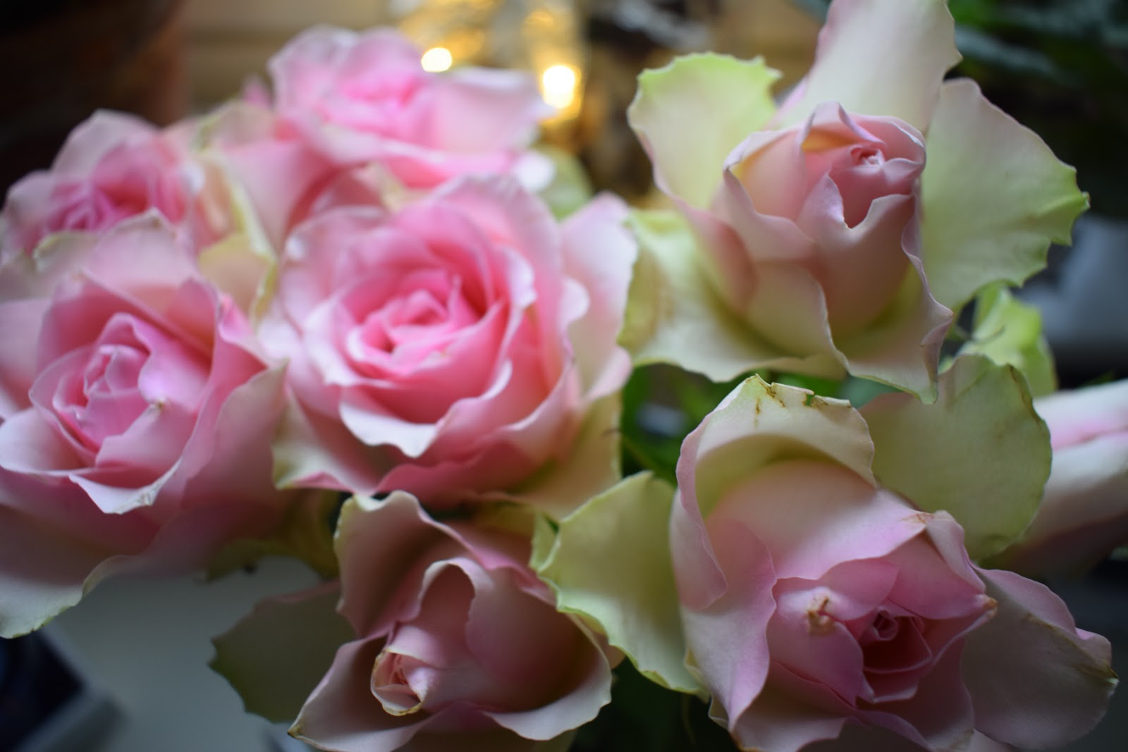 Ruusukumpu: Kukkasipulit maahan...Niilon avustuksella