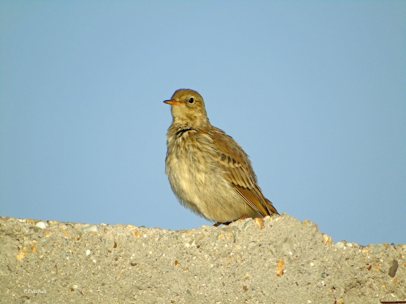 PASARI DIN ROMANIA: FASA DE MUNTE (1), Anthus spinoletta
