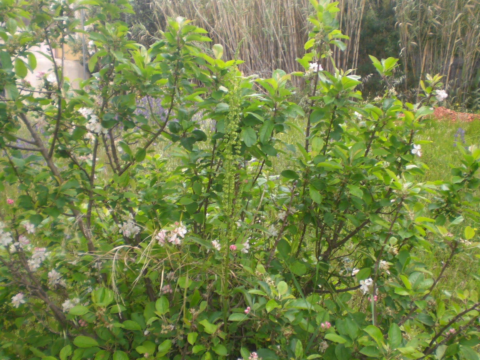 Projecto Regenerar: Criação de sebes para fauna e auxilio na ...