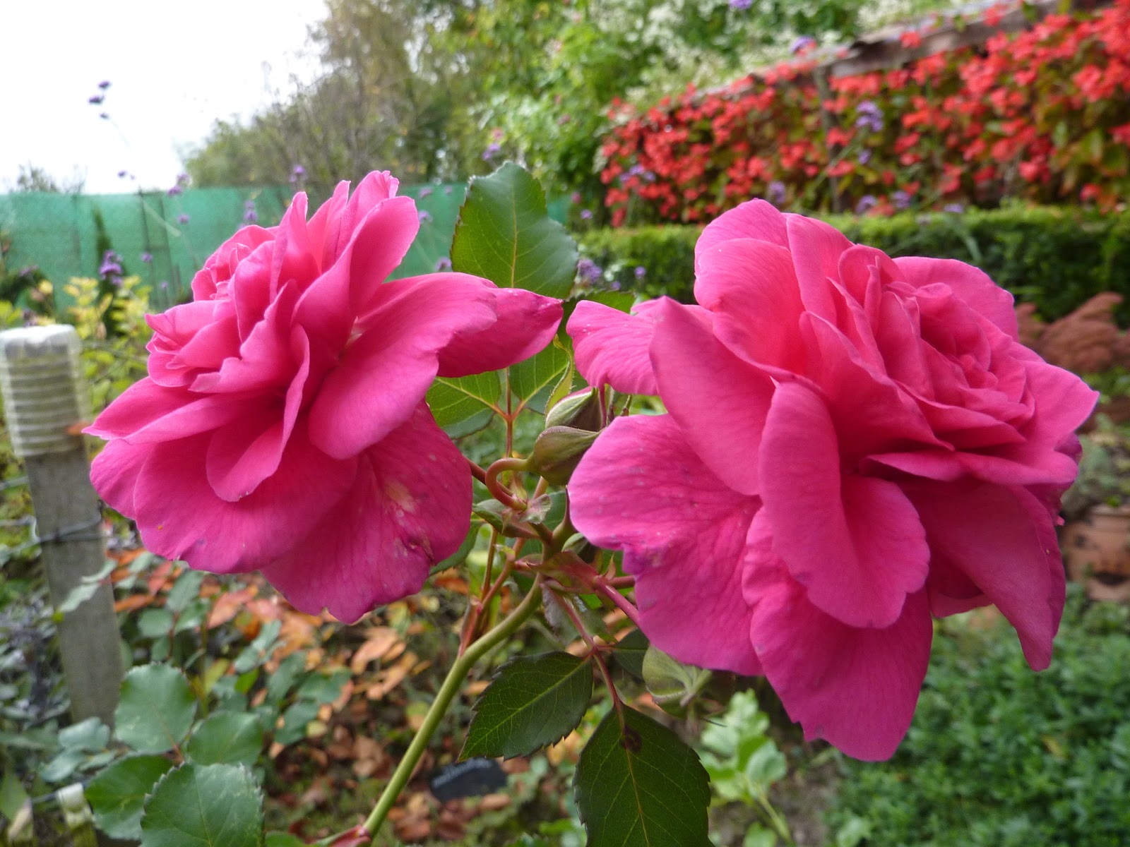 le jardin de marianne: roses d'automne
