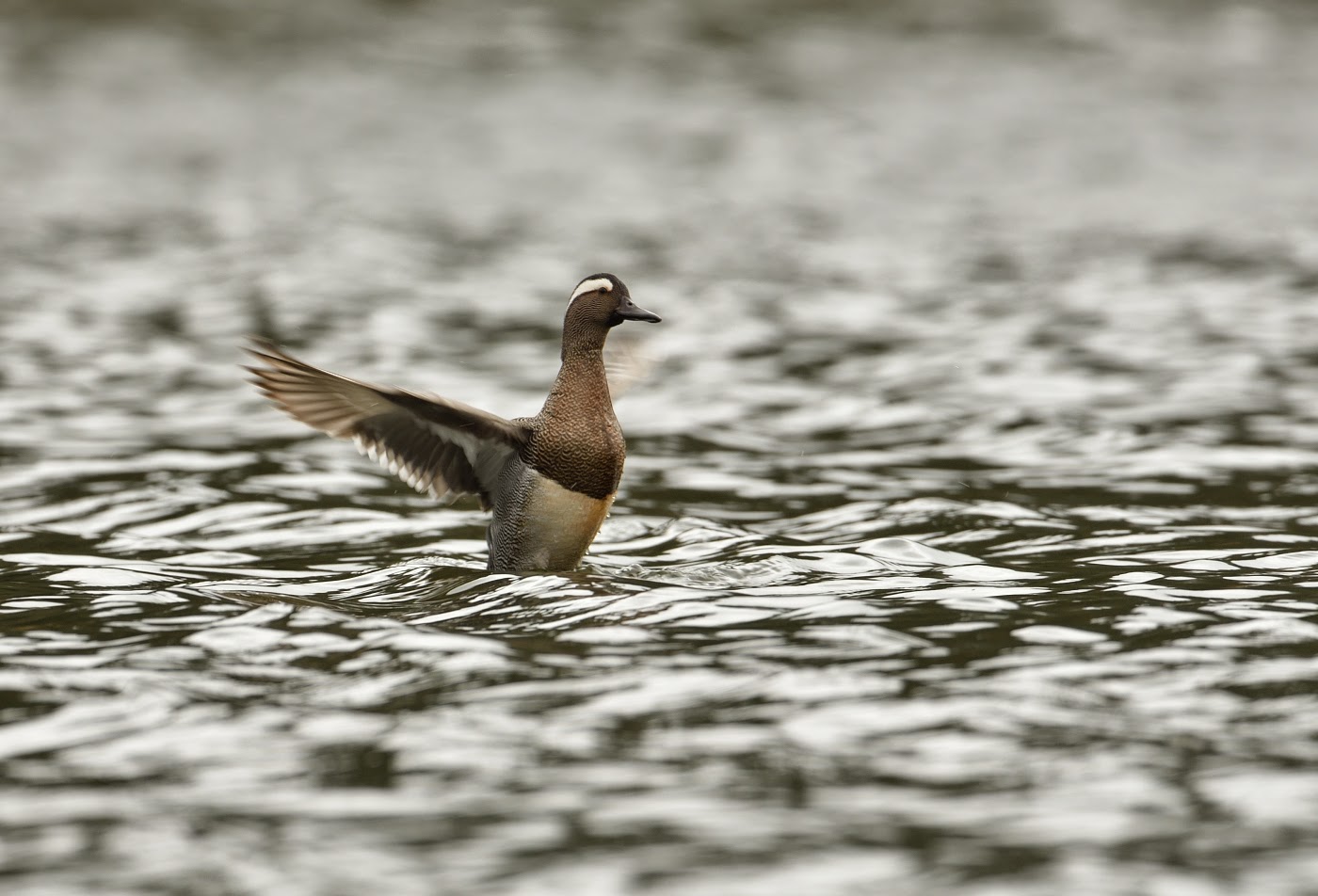 Steve Rogers birding: Male Garganey at Swanpool today