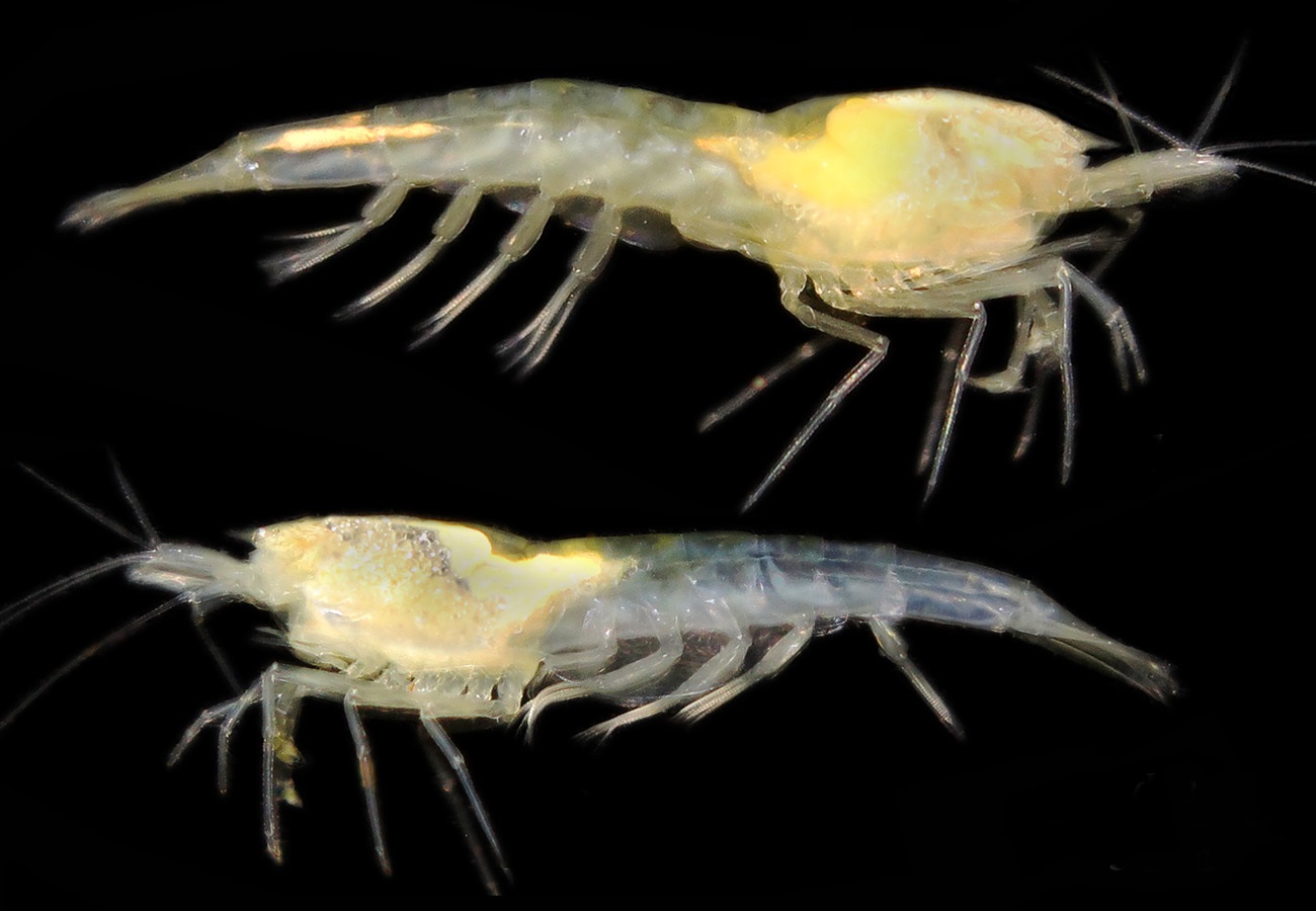 Species New to Science: [Crustacea • 2018] Xiphocaridinella otapi ...