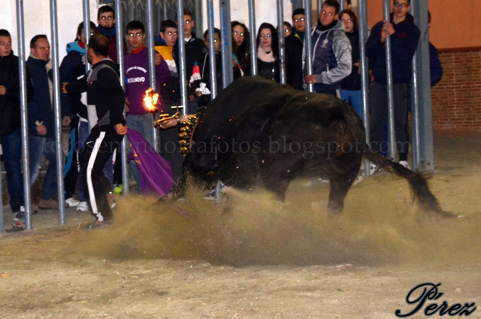 Toros en Andorra Fotos: Toro embolado de Alberto Granchel en Castellnovo.