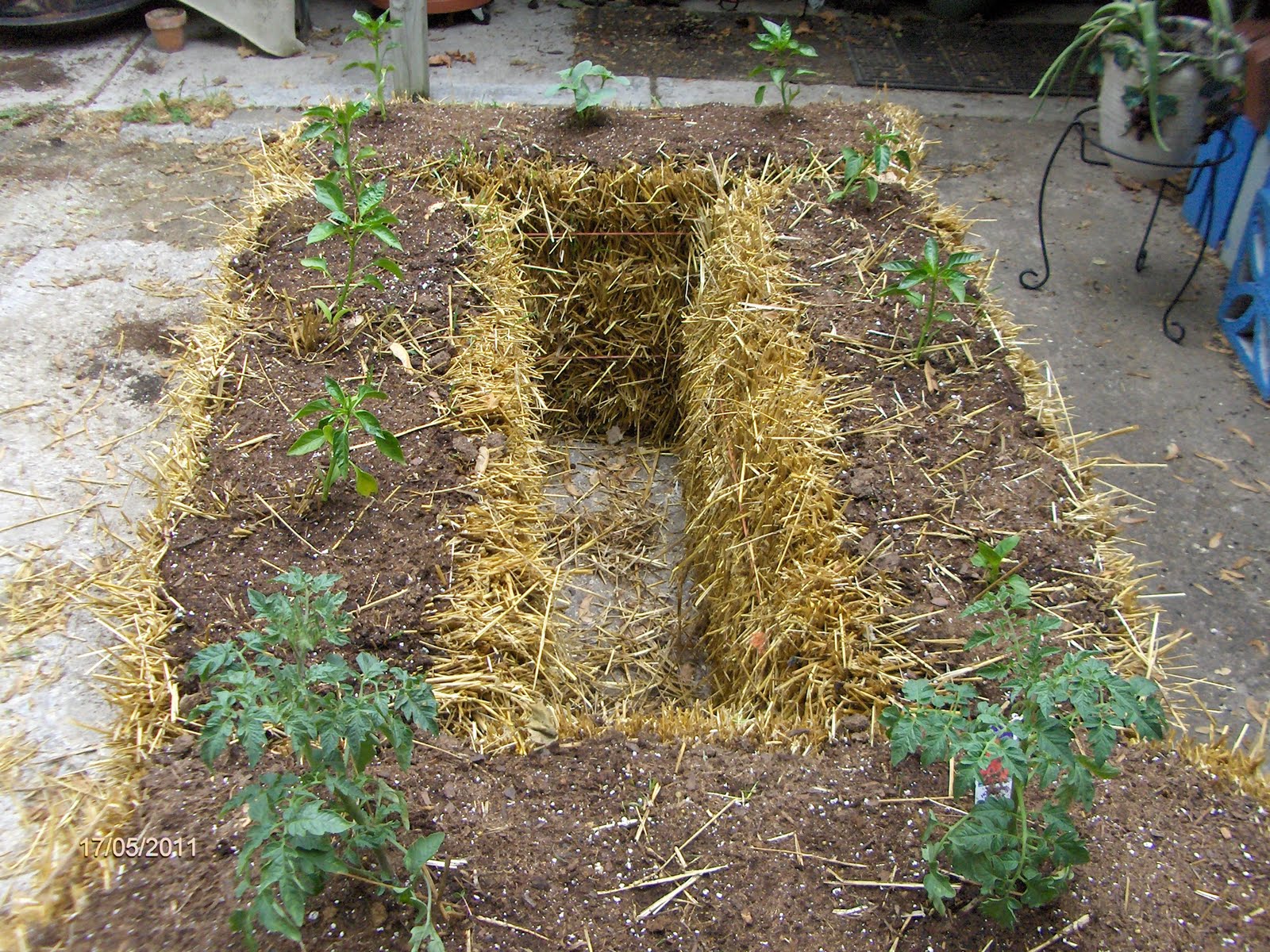 A Flock of Armstrongs: Straw Bale Gardening~the planting