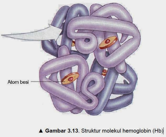 Sel Darah Merah ( Eritthrocyte ) | Ilmu Kesehatan