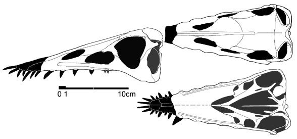 Species New to Science: [Paleontology • 2004] Cacibupteryx caribensis ...