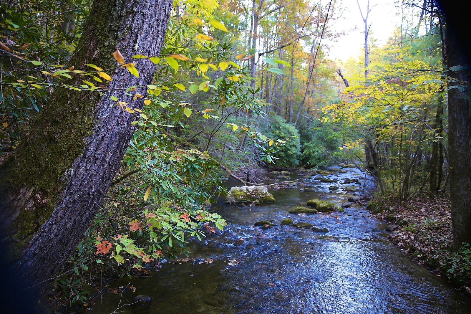 Sweet Southern Days: Parson Branch Road In The Great Smoky Mountains ...