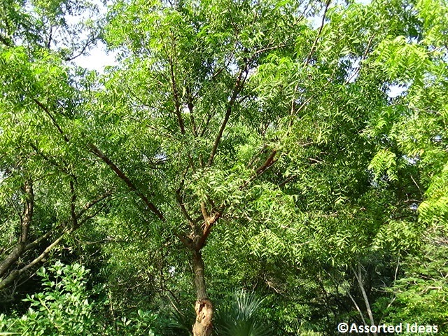 Smith Tea Peppermint Leaves, Caffeine-Free Herbal Infusion, 55% OFF