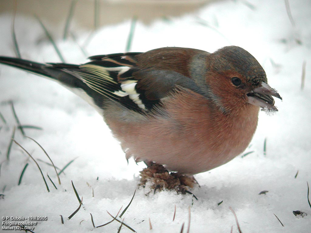 French Vocabulary Illustrated: pinson