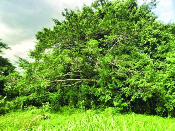 Under The Angsana Tree: Five spots to get in touch with nature