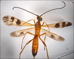 MUSUH ALAMI-PREDATOR: Predator dan parasitoid utama ulat pengorek batang